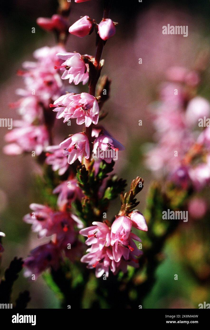 19880806 hi-res stock photography and images - Alamy