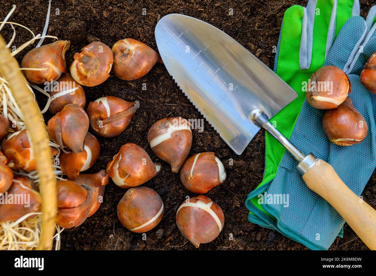 Tulip bulbs planting background. Fall tulips planting and gardening ...