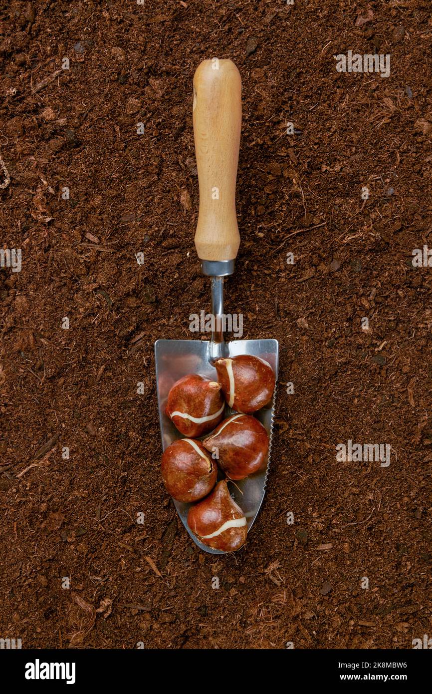 Tulip bulbs planting background. Fall tulips planting and gardening ...