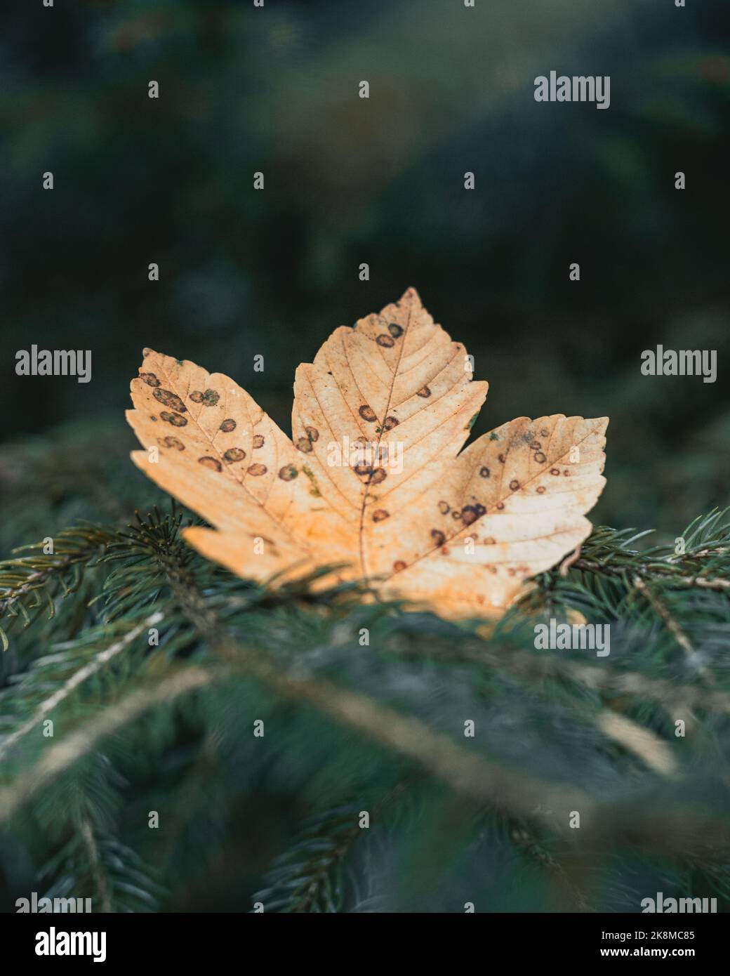 Yellowing fall leaf on top of evergreens Stock Photo - Alamy