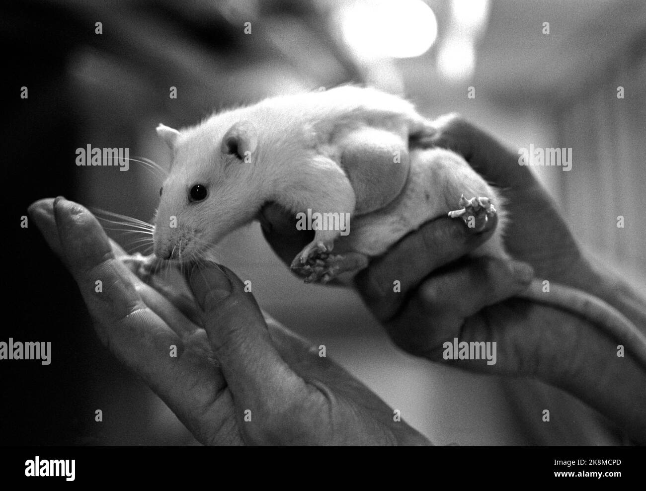Oslo May 1974 Animal tests at the animal department at the National ...