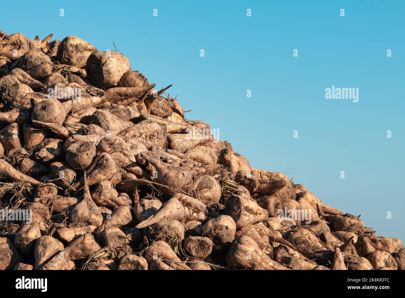 Pile of harvested sugar beet root crops in field, Beta vulgaris is also ...