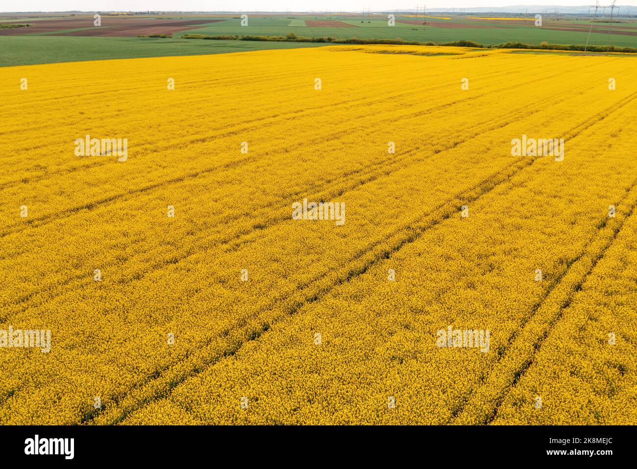 Aerial shot of beautiful cultivated landscape with rapeseed, wheat and ...