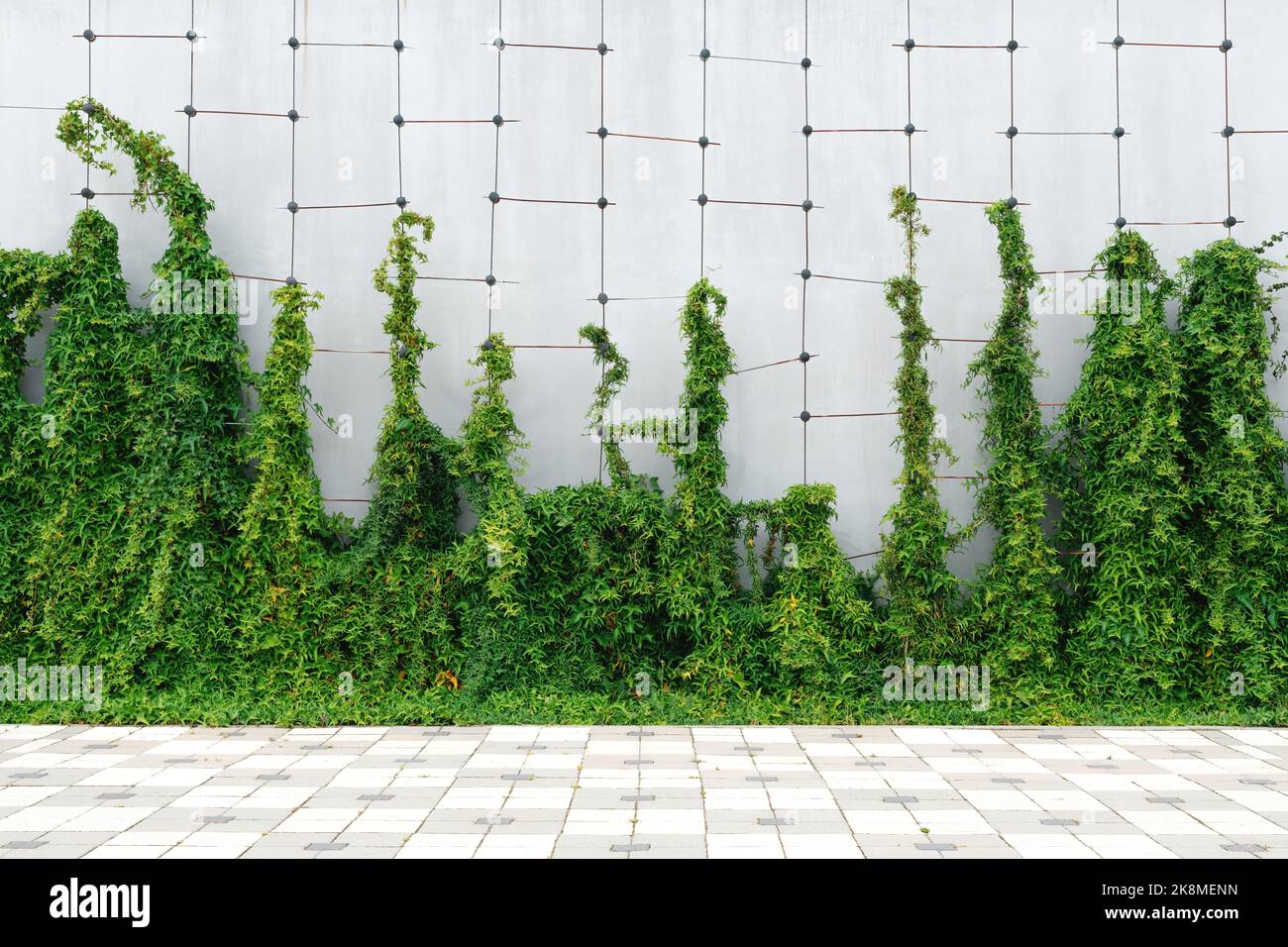 Common ivy creeping plant growing up the wires in the back yard, Hedera ...