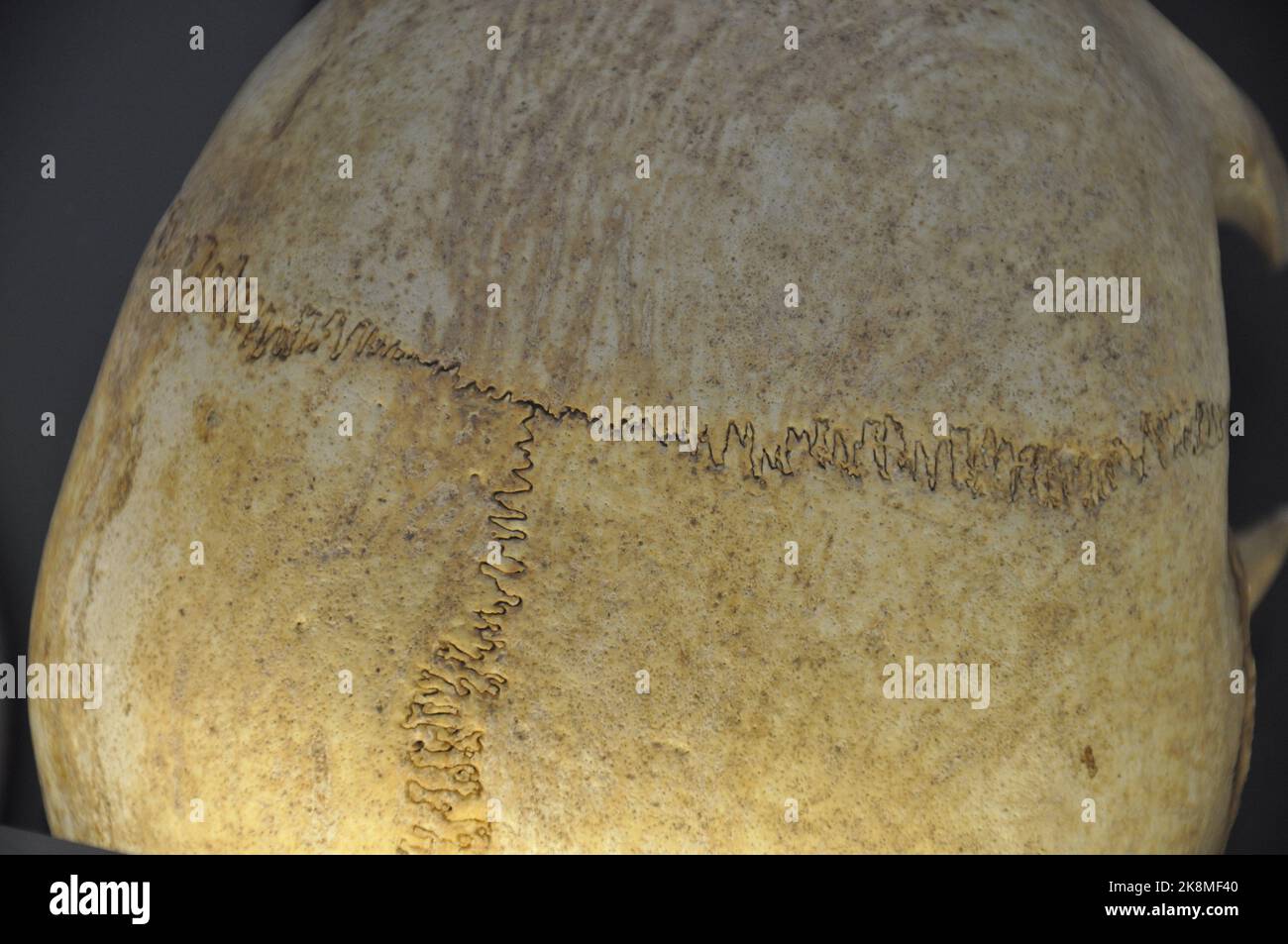 Human skull (cranium), the seams - suture, Czech Republic, 2015. (CTK ...