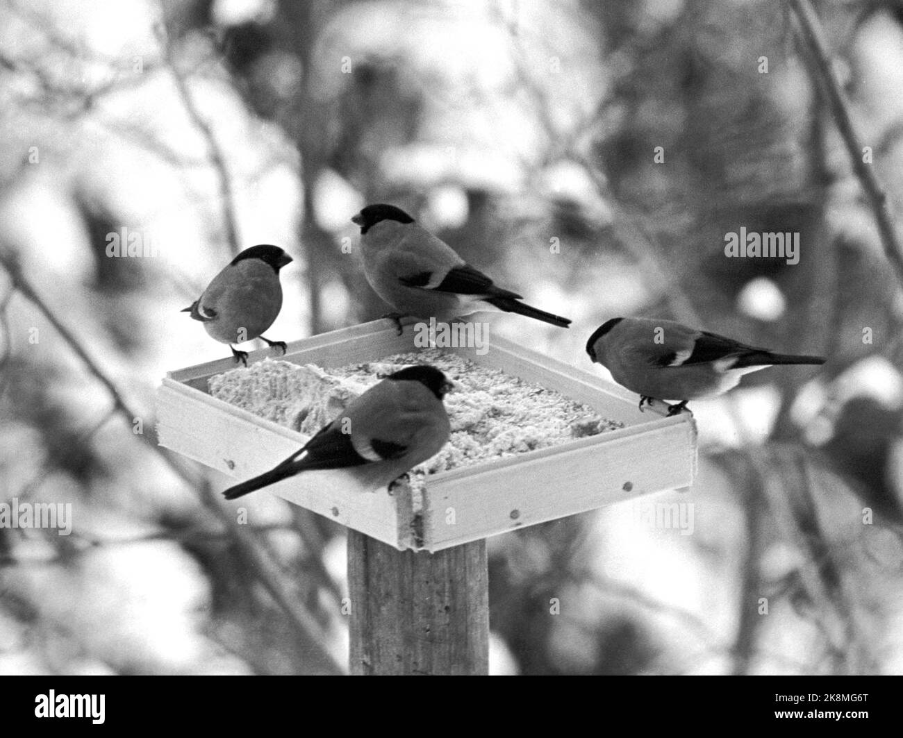 Oslo 19690211 Bird board with dumpling, photographed by nature ...