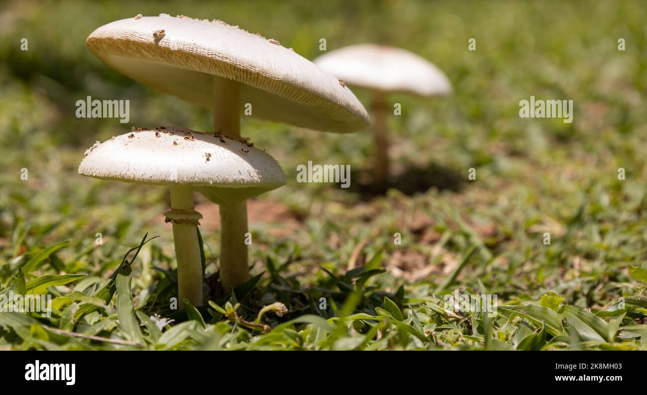 Three small mushrooms growing in the park. selective focus Stock Photo ...