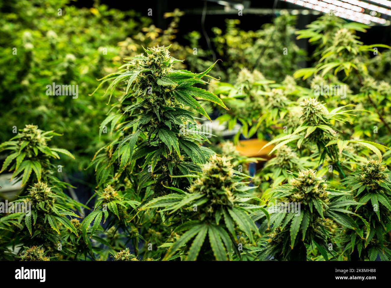 Full grown marijuana plants hi-res stock photography and images - Alamy