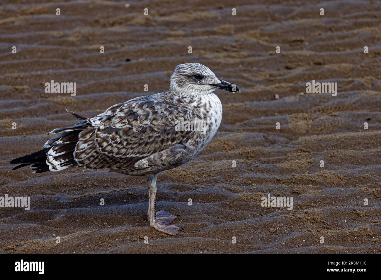 Common gull on beach hi-res stock photography and images - Alamy