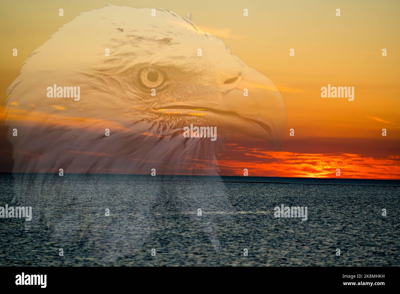 Bald Eagle Sunset and Ocean Background with a head shot view. Eagle ...