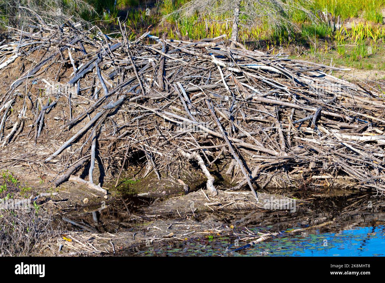 Beaver lodge displaying beaver entrance in the summertime. Beaver construction Stock Photo - Alamy