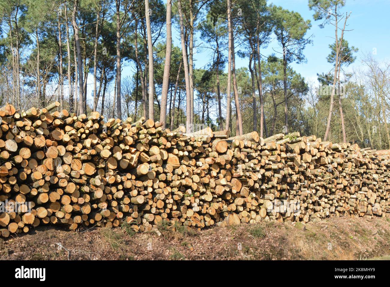 Deforestation environmental problem forest destroyed row of logs Stock ...