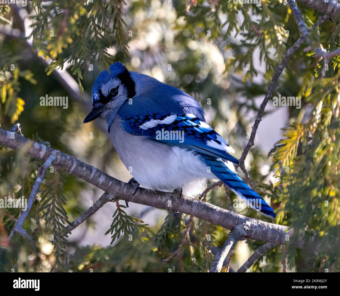 Blue Jay bird close-up perched on a cedar tree branch with a blur forest background in the ...