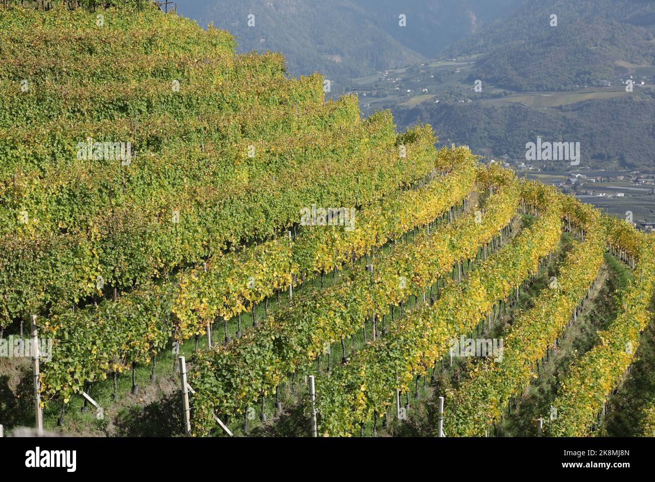 Vineyard terraces in South Tyrol Stock Photo - Alamy