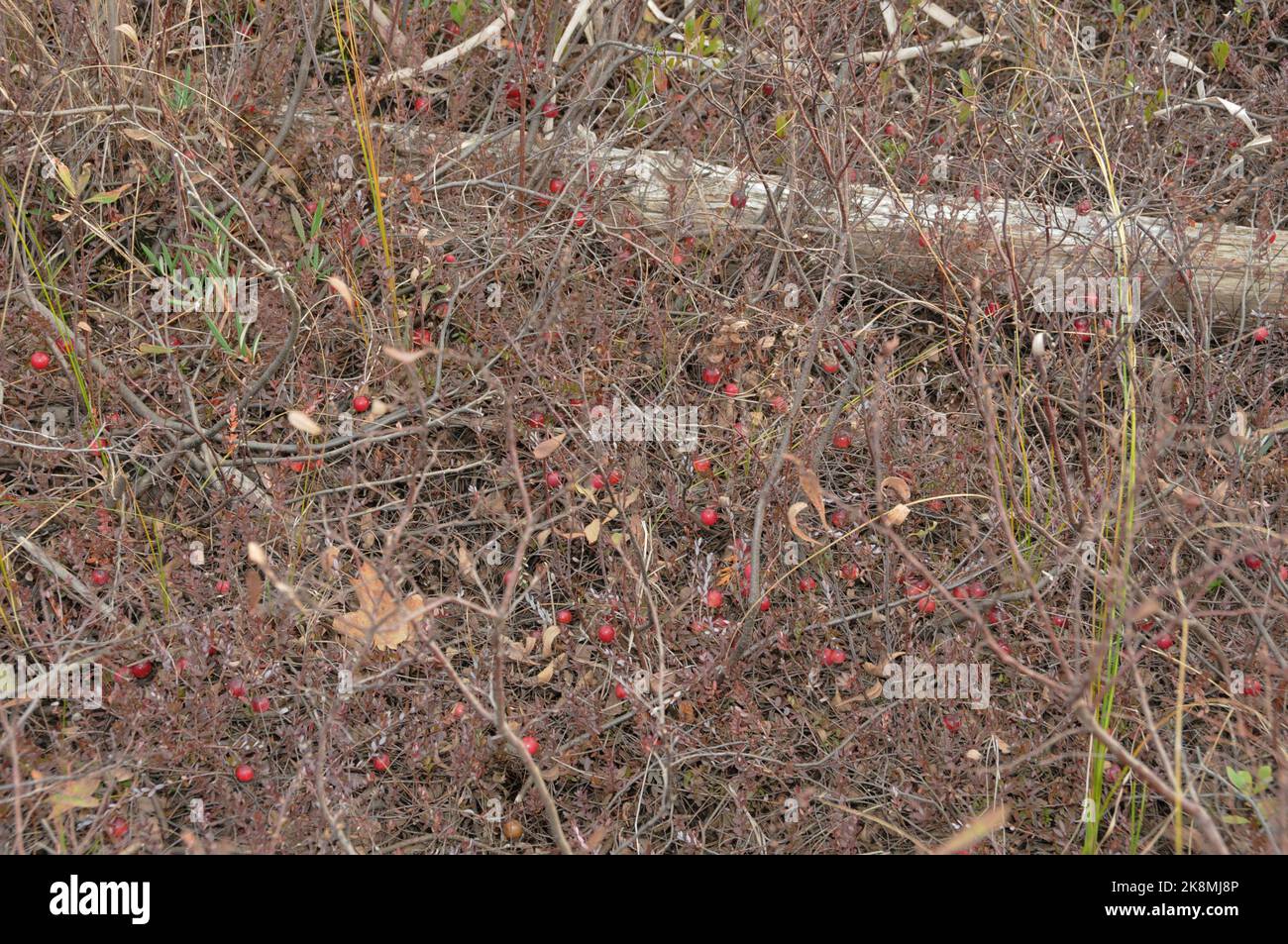 Trailing vines hi-res stock photography and images - Alamy