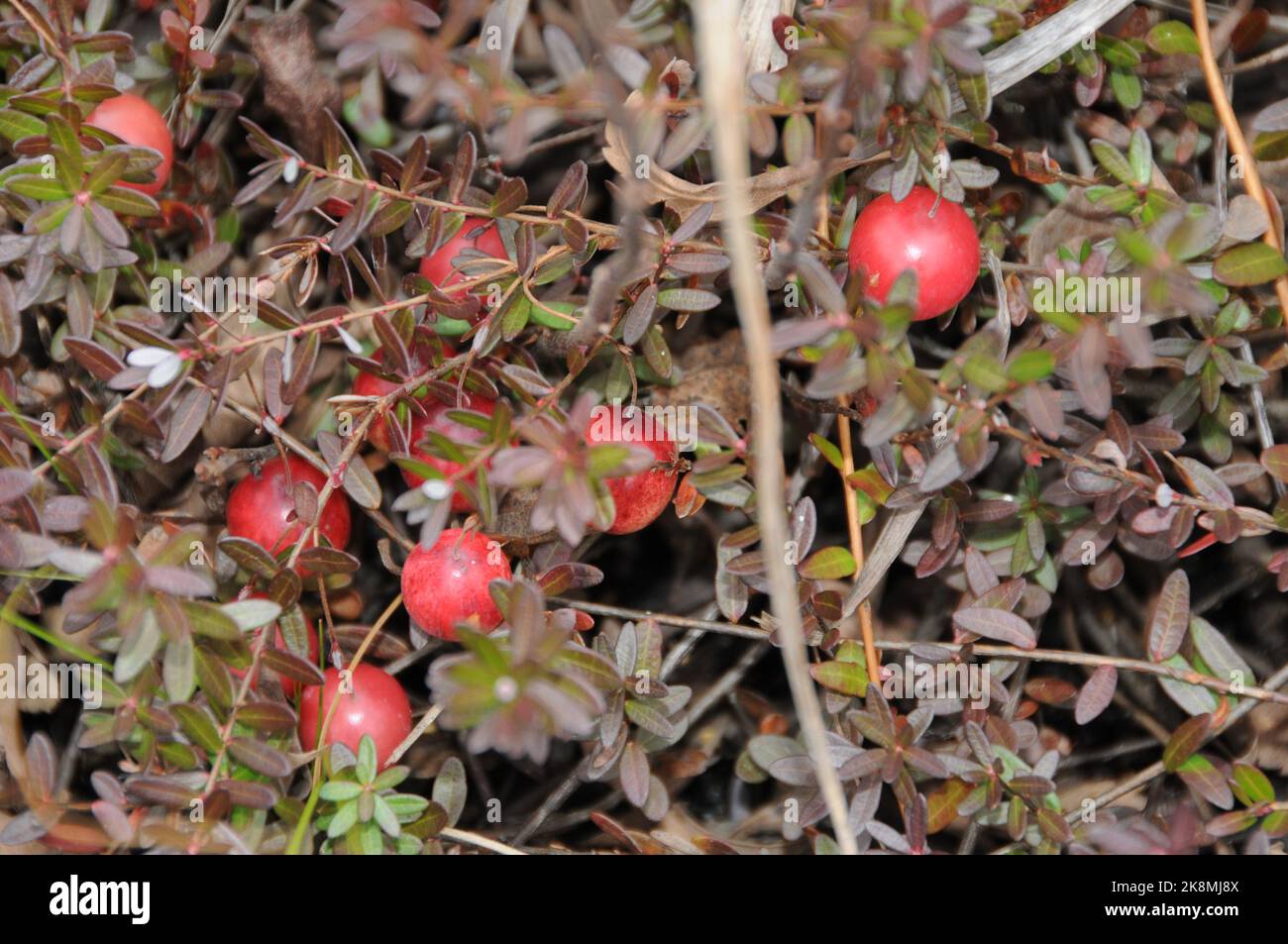 Wild Cranberries fruit ripening in marsh field in the environment of ...