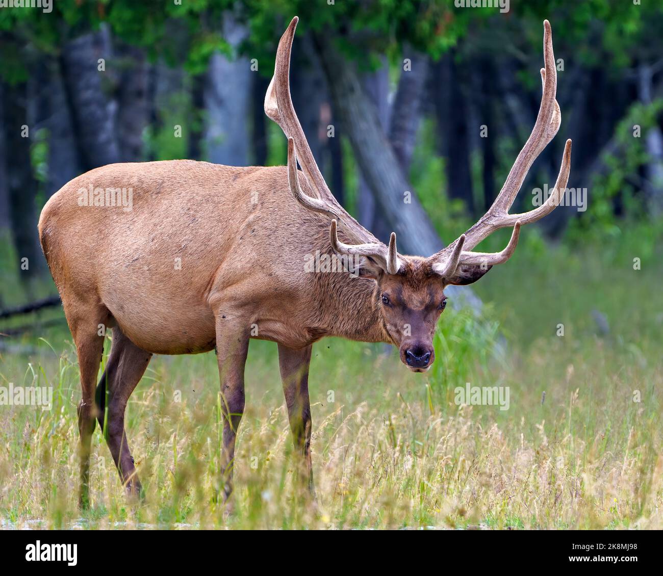 Elk bull male looking at camera in the field with a blur forest ...