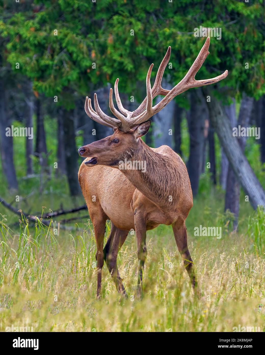 Bull Elk Bugling Wallpaper
