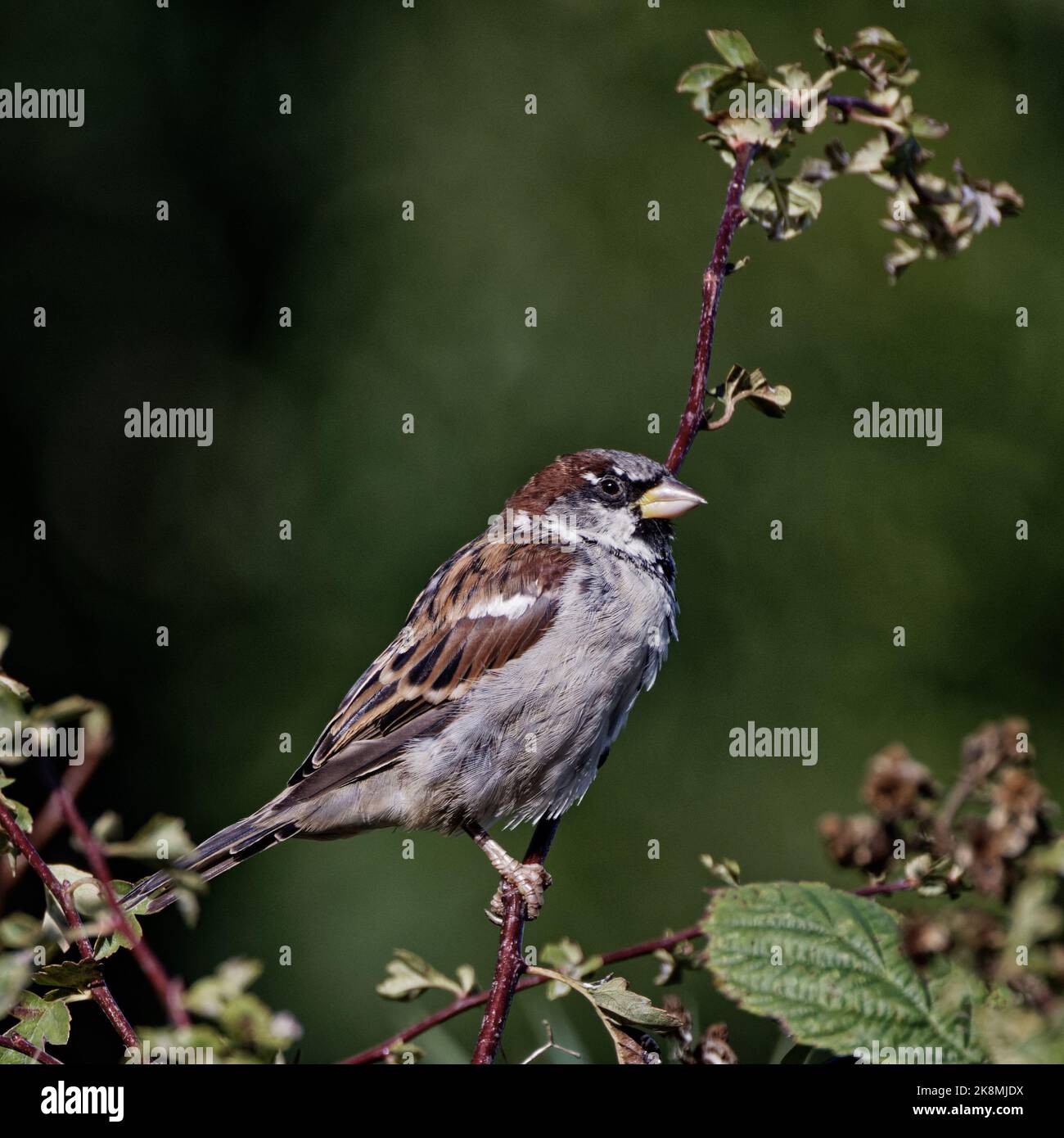 Male House Sparrow Stock Photo - Alamy
