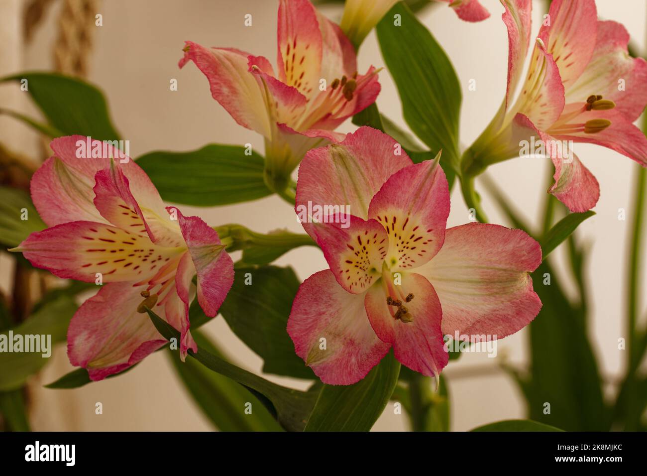 Lily of the Incas - Alstroemeria Stock Photo - Alamy