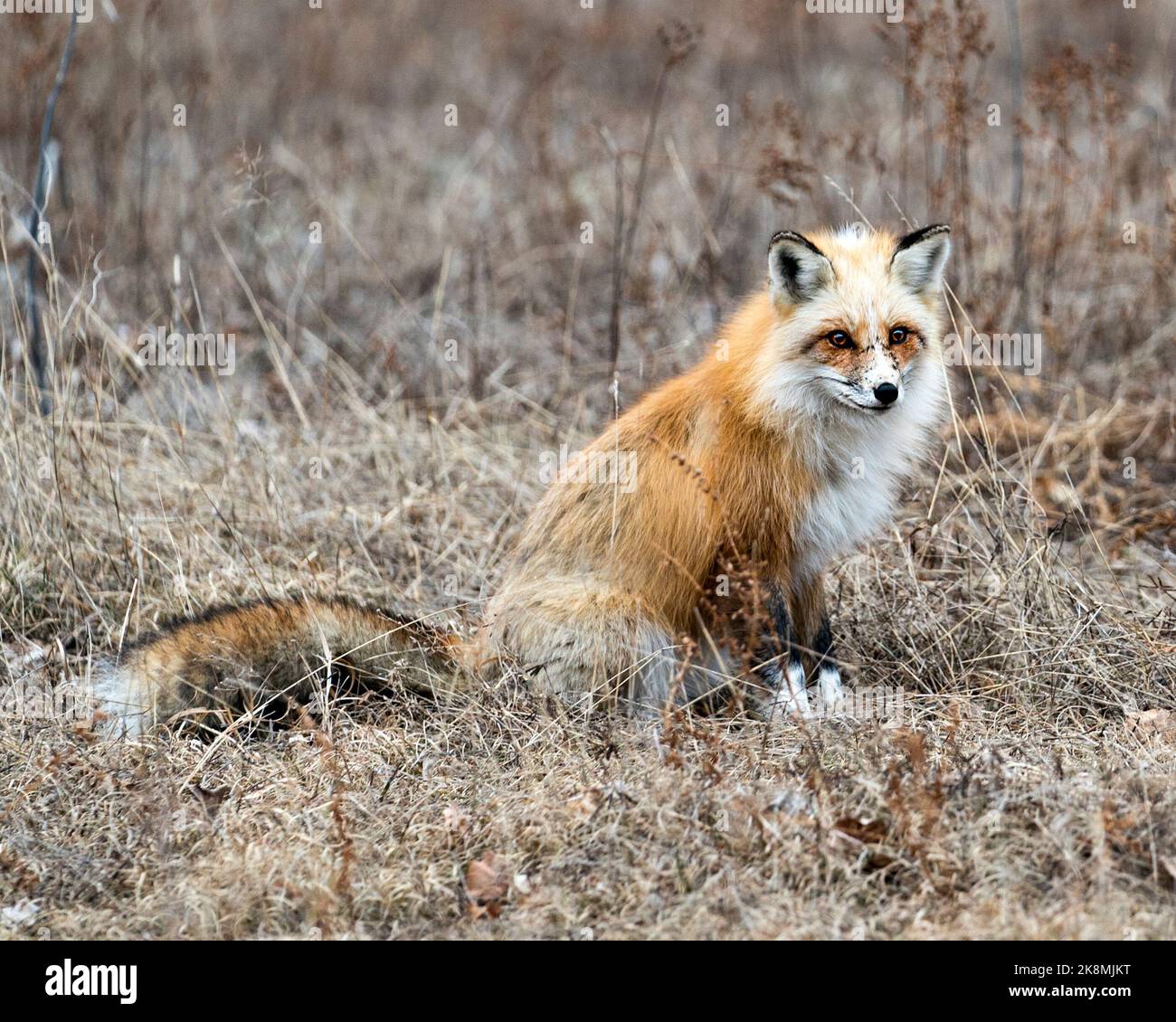 Red unique fox close-up profile looking at camera in the spring season ...