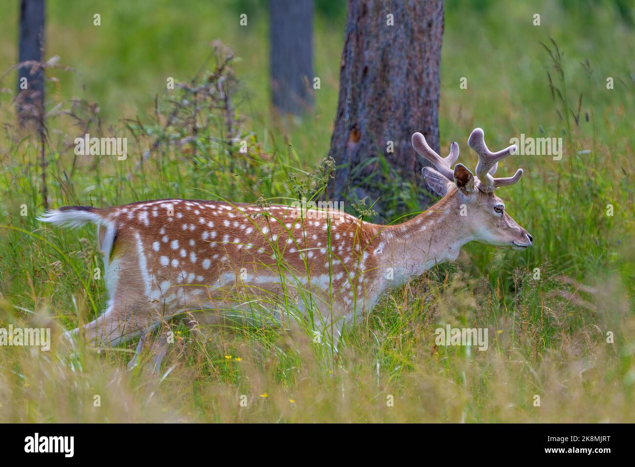 Fallow Deer male close-up profile side view, with a blur background in ...