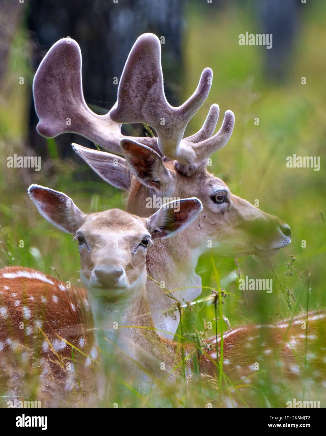 Fallow Deer male and female close-up head shot profile view, with a ...