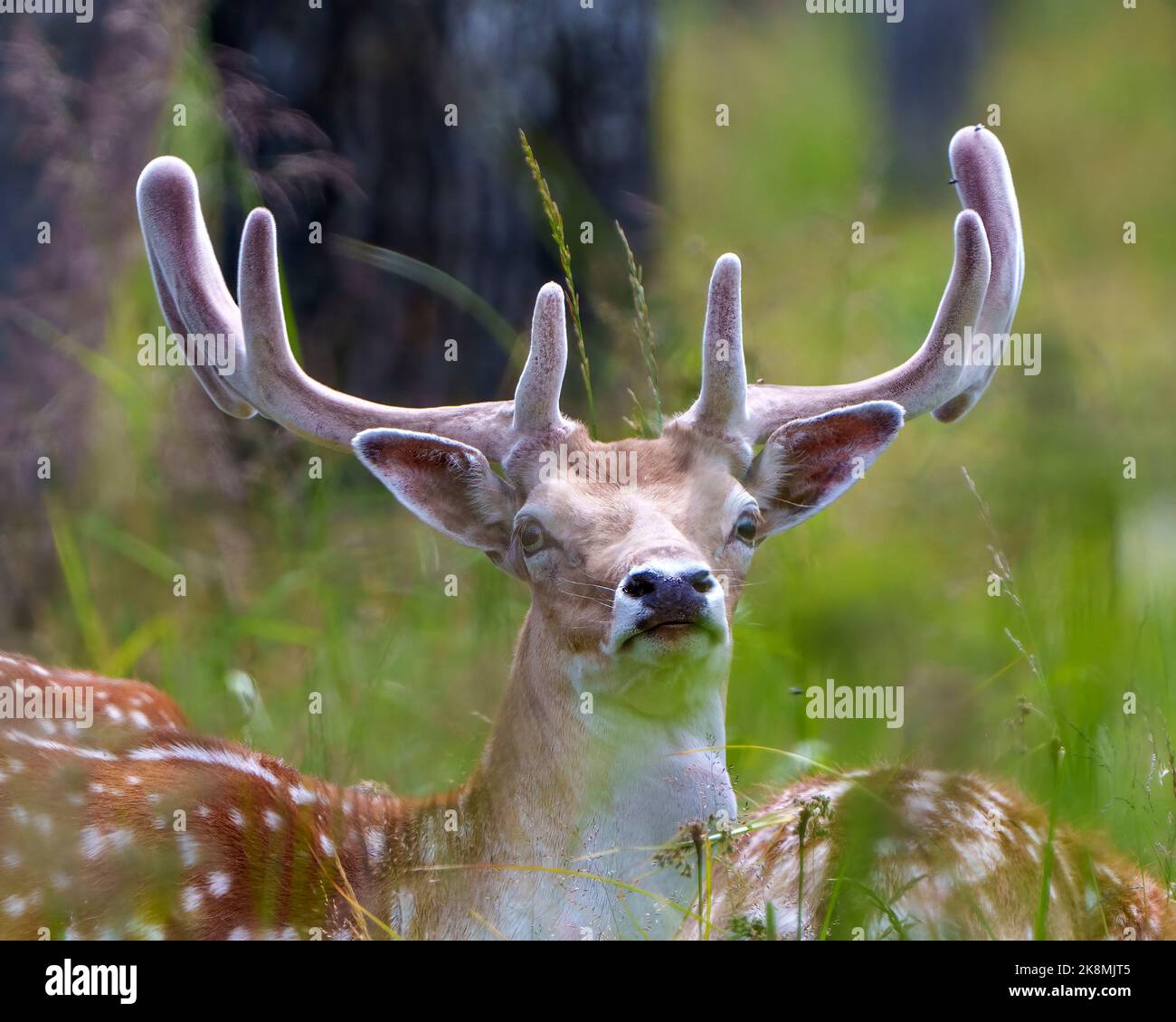 Fallow Deer male close-up head shot profile view, with a blur ...