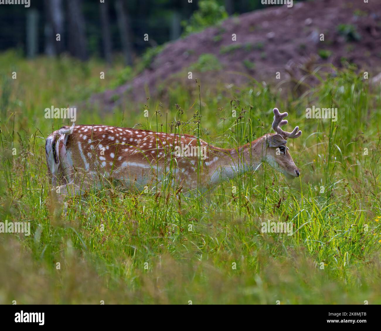 Fallow Deer male close-up profile side view, with a blur background in ...