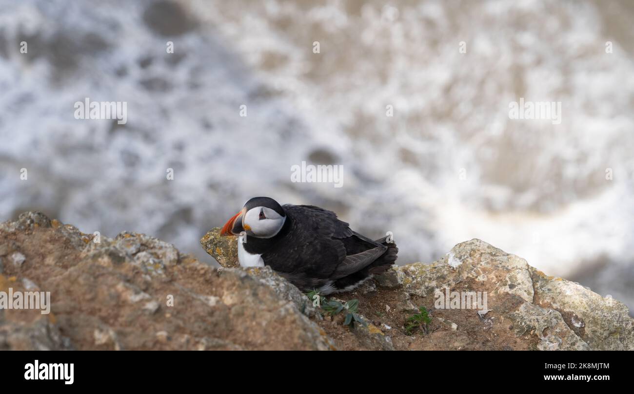 Puffin nesting on cliff face on rugged UK coastline view from above ...