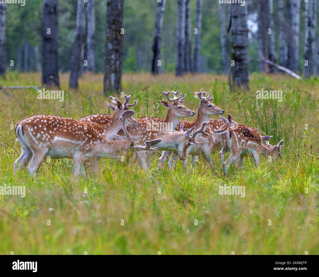 Deer close-up profile view in the field with grass and trees background ...