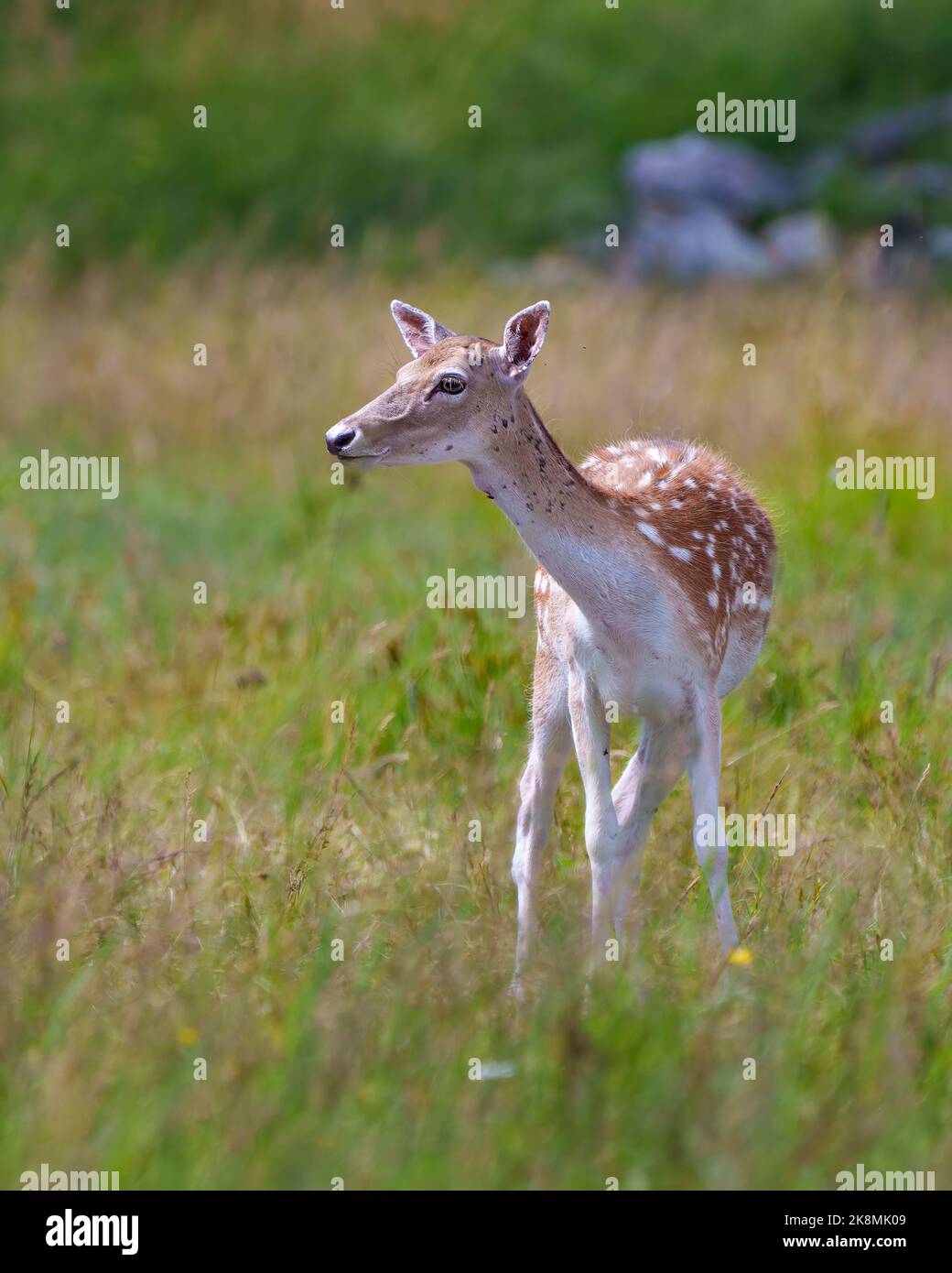 Fallow Deer female close-up profile view, with a blur background in its ...