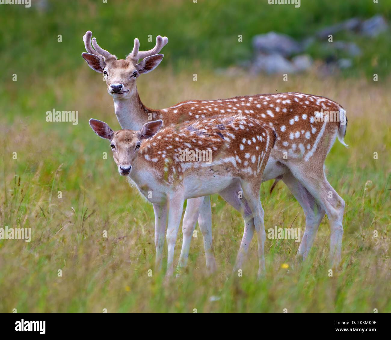 Fallow Deer male and female close-up profile side view, with a blur ...
