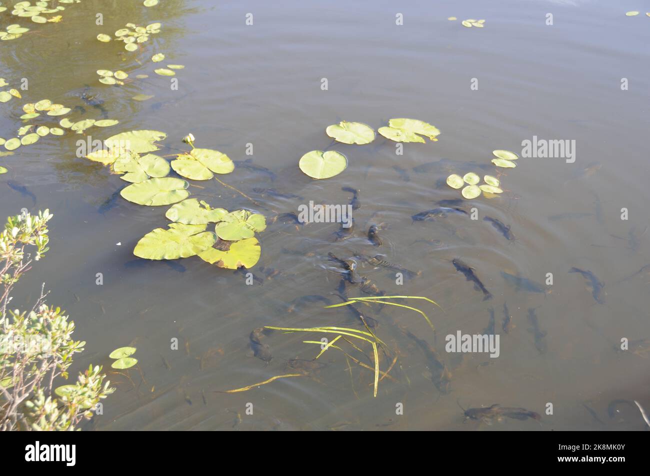 Catfish swimming in pond with blur water and water lily pads in their ...