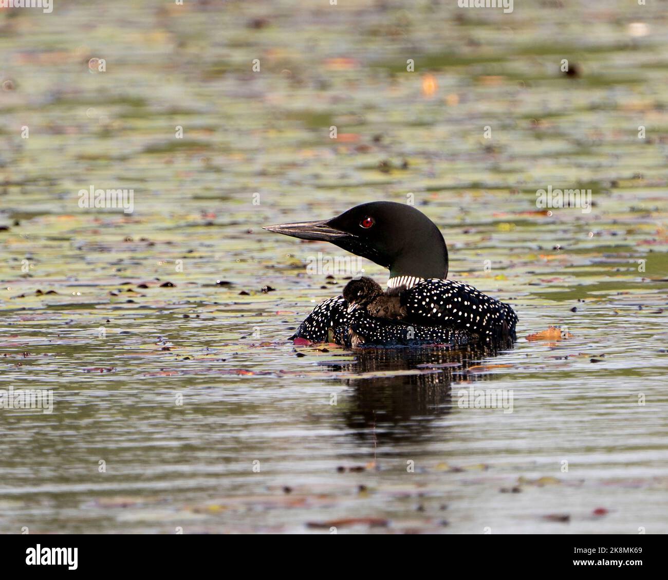 Common Loon and baby chick loon swimming in pond and celebrating the ...