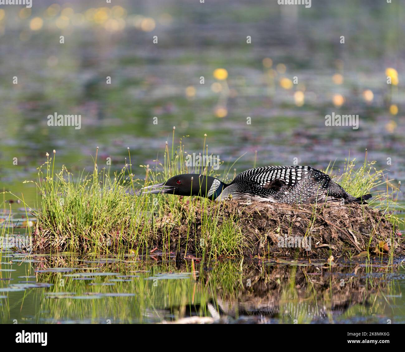 Common Loon resting and guarding the nest in the marsh water with blur ...