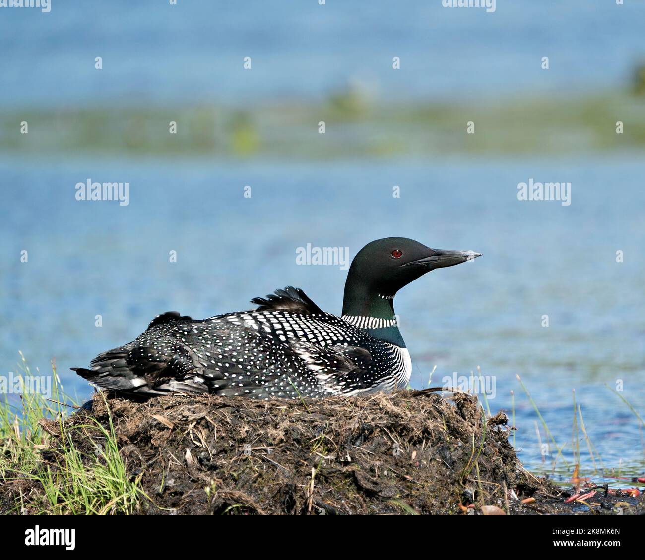 Common Loon nesting and guarding the nest by the lake shore in its ...