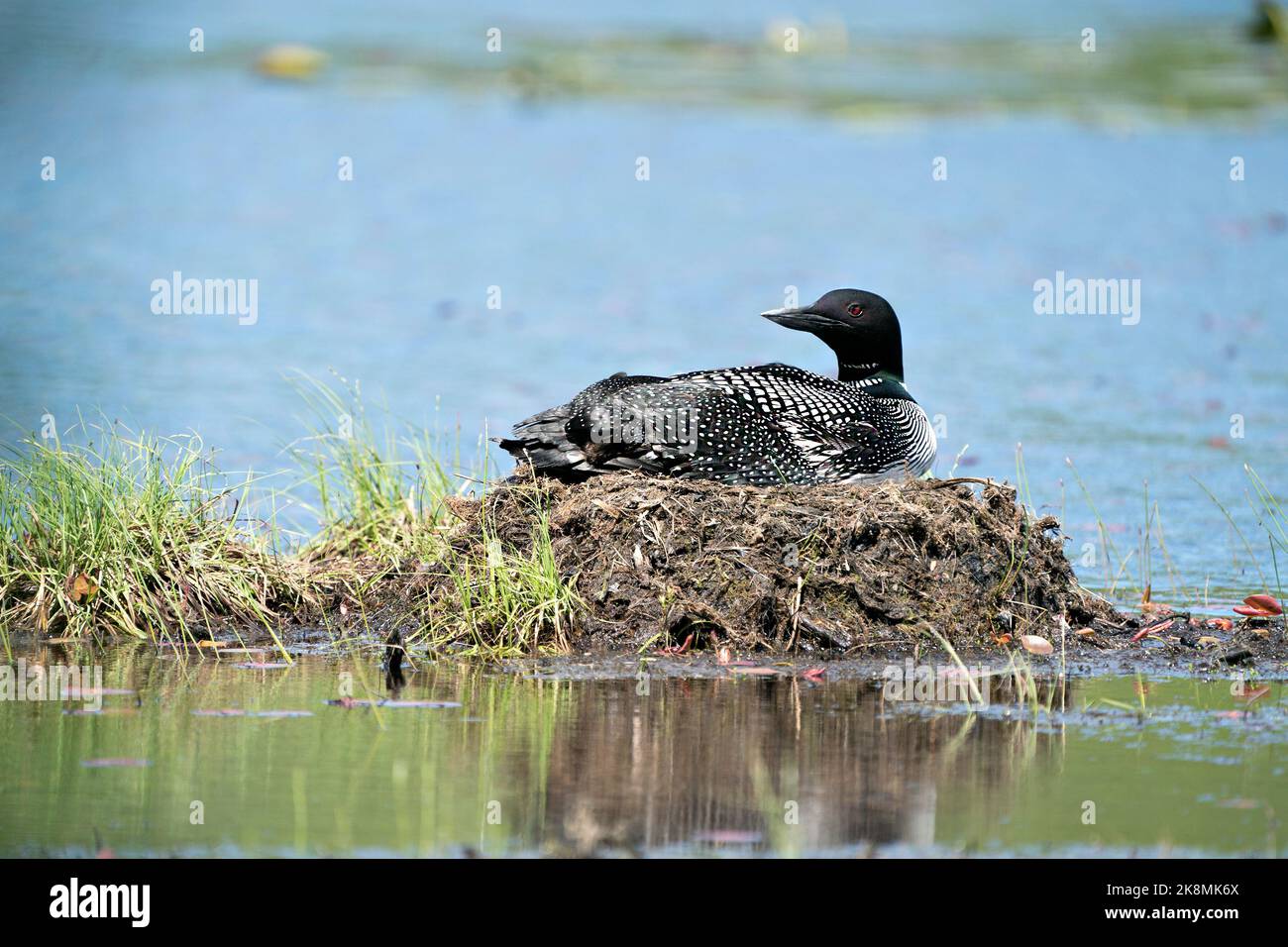Common Loon nesting and guarding the nest by the lake shore in its environment and habitat with ...