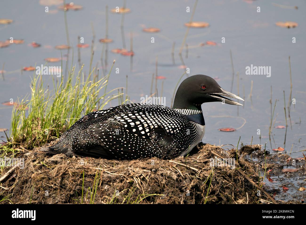 Common Loon close-up view nesting on its nest with marsh grasses, mud and water in its ...