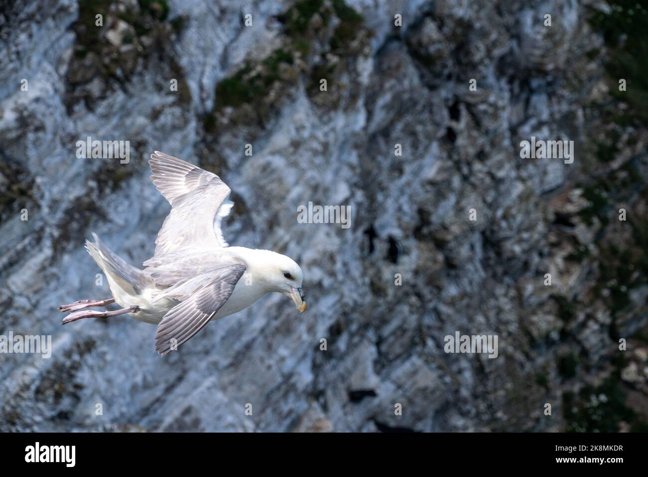 Atlantic Gannet Large White Seabird flying soaring and gliding on a ...
