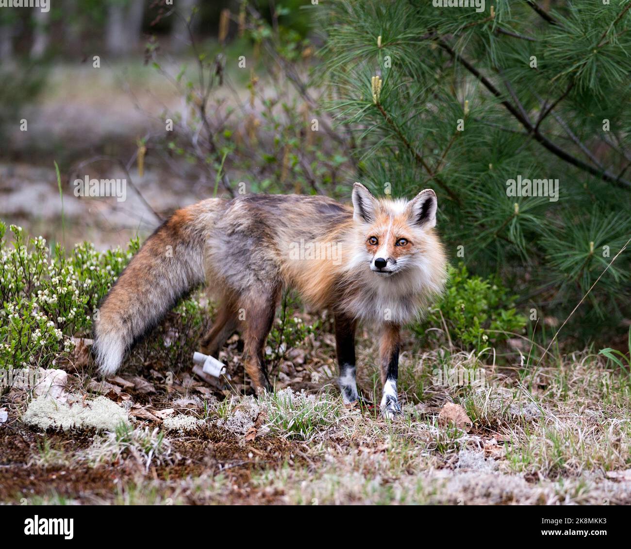 Red Fox close-up looking at camera with a foliage and pine tree ...