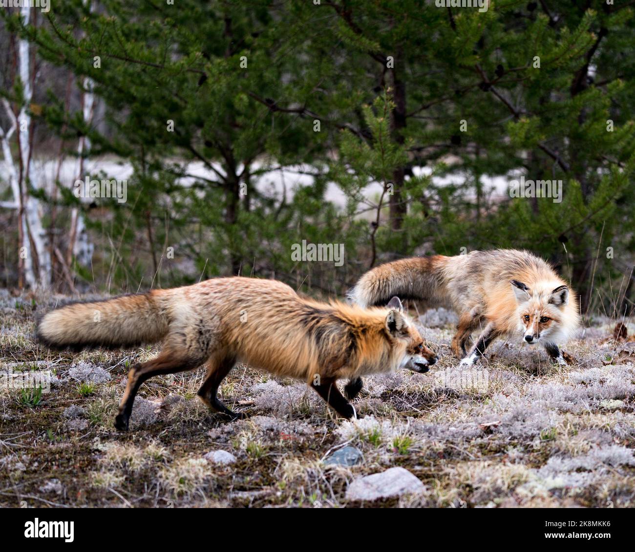 Red fox couple interacting in the forest with a spruce trees background ...