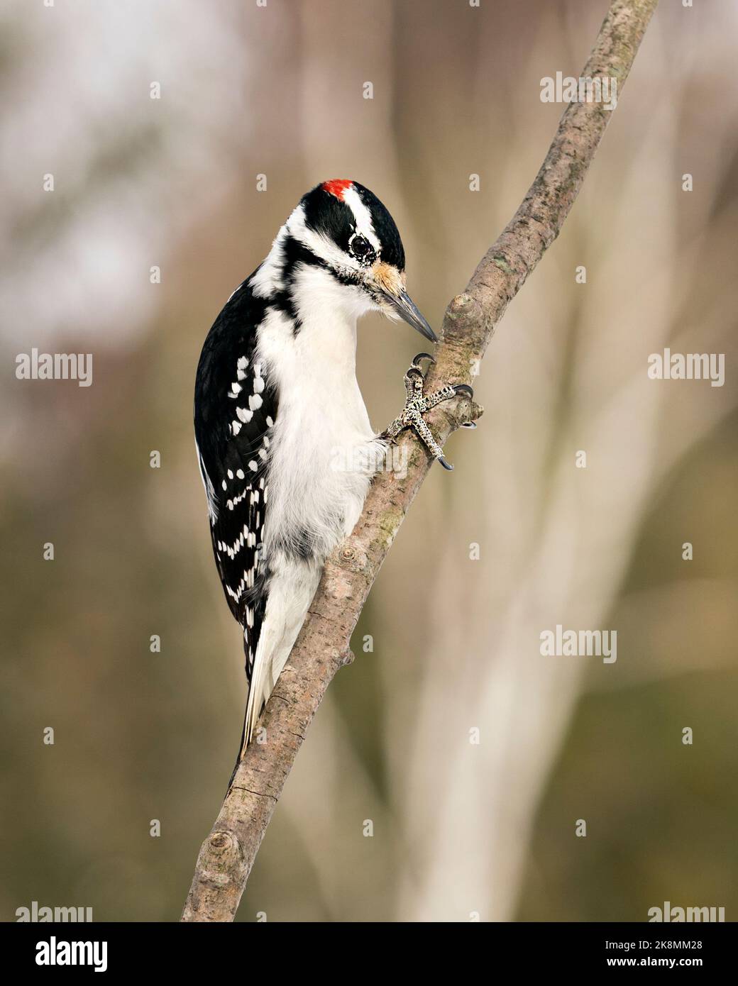 Woodpecker close-up profile view climbing and drumming on tree branch ...