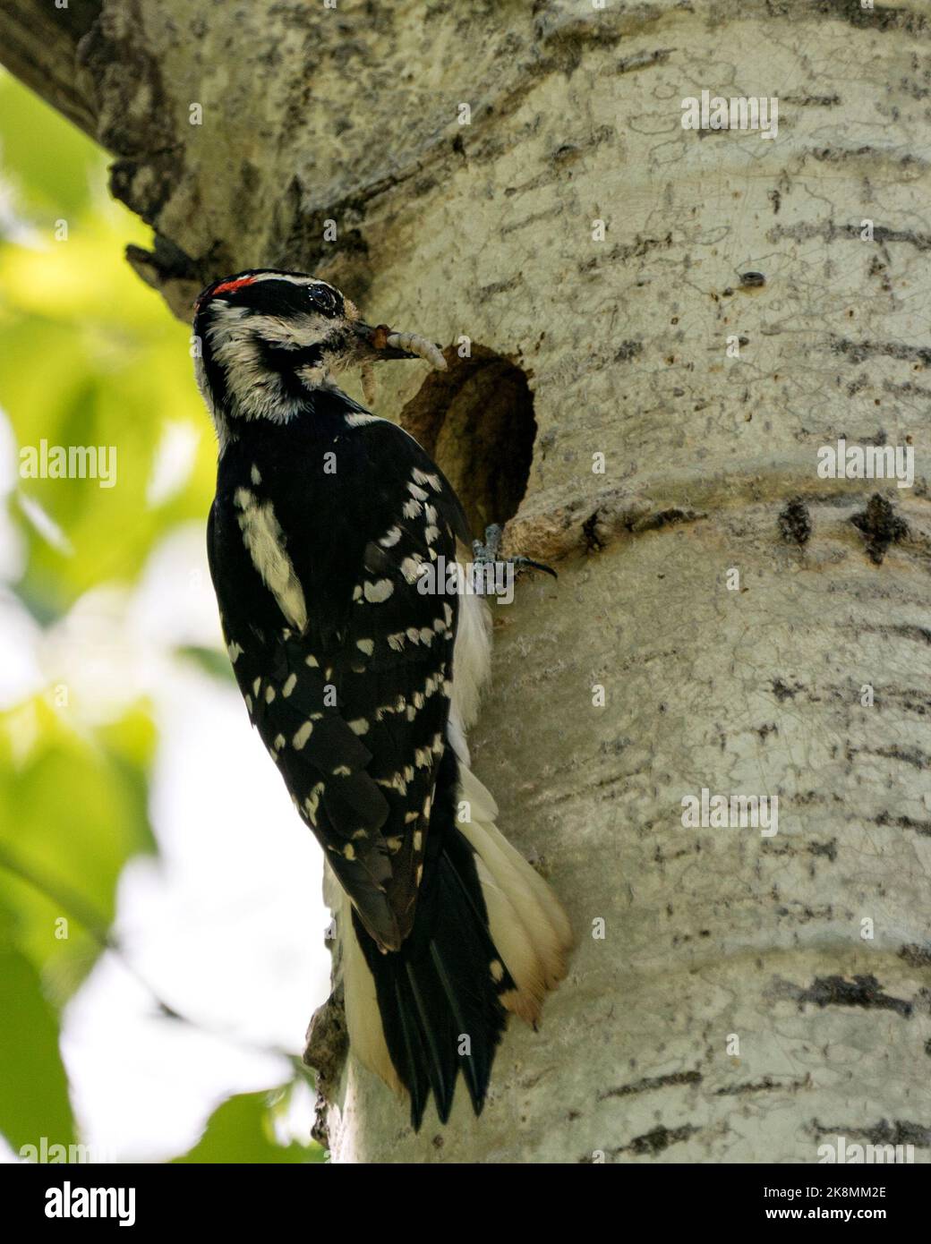 Woodpecker looking in its bird nest cavity entrance in tree trunk in ...