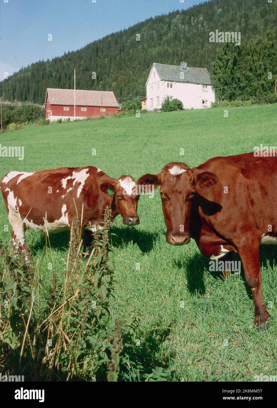 Valdres 1984. Farm in Øystre Slidre, cows in green grass, the farm in ...