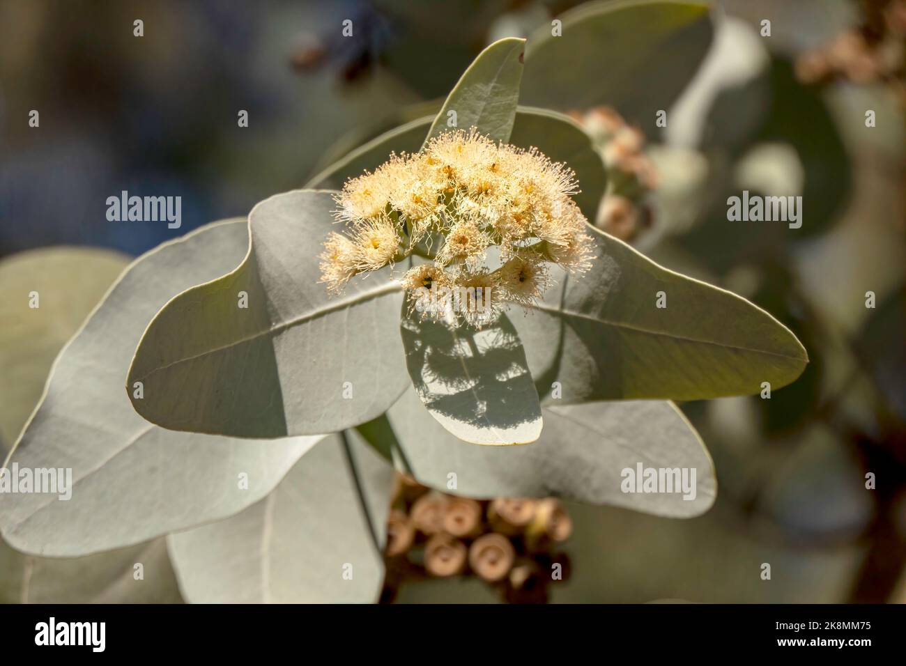 Eucalyptus blossom hi-res stock photography and images - Alamy
