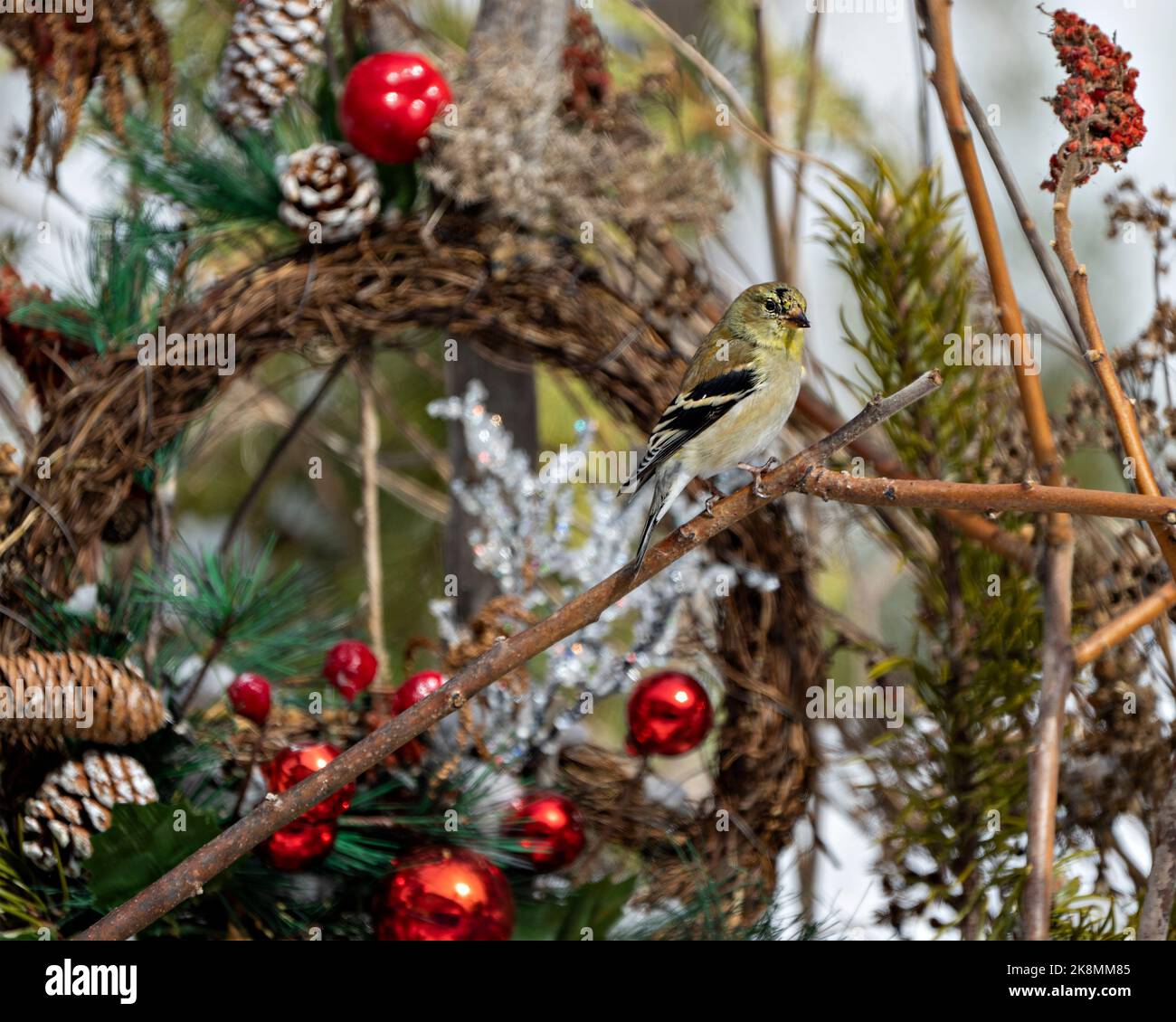American goldfinch magazine bird photo hi-res stock photography and ...