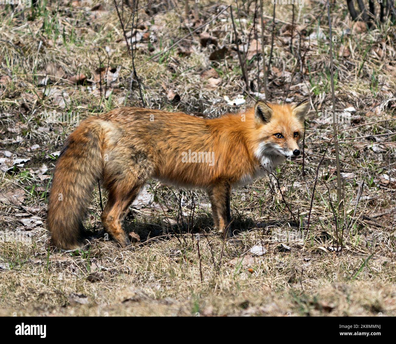 Red fox close-up profile side view in the spring season displaying fox ...