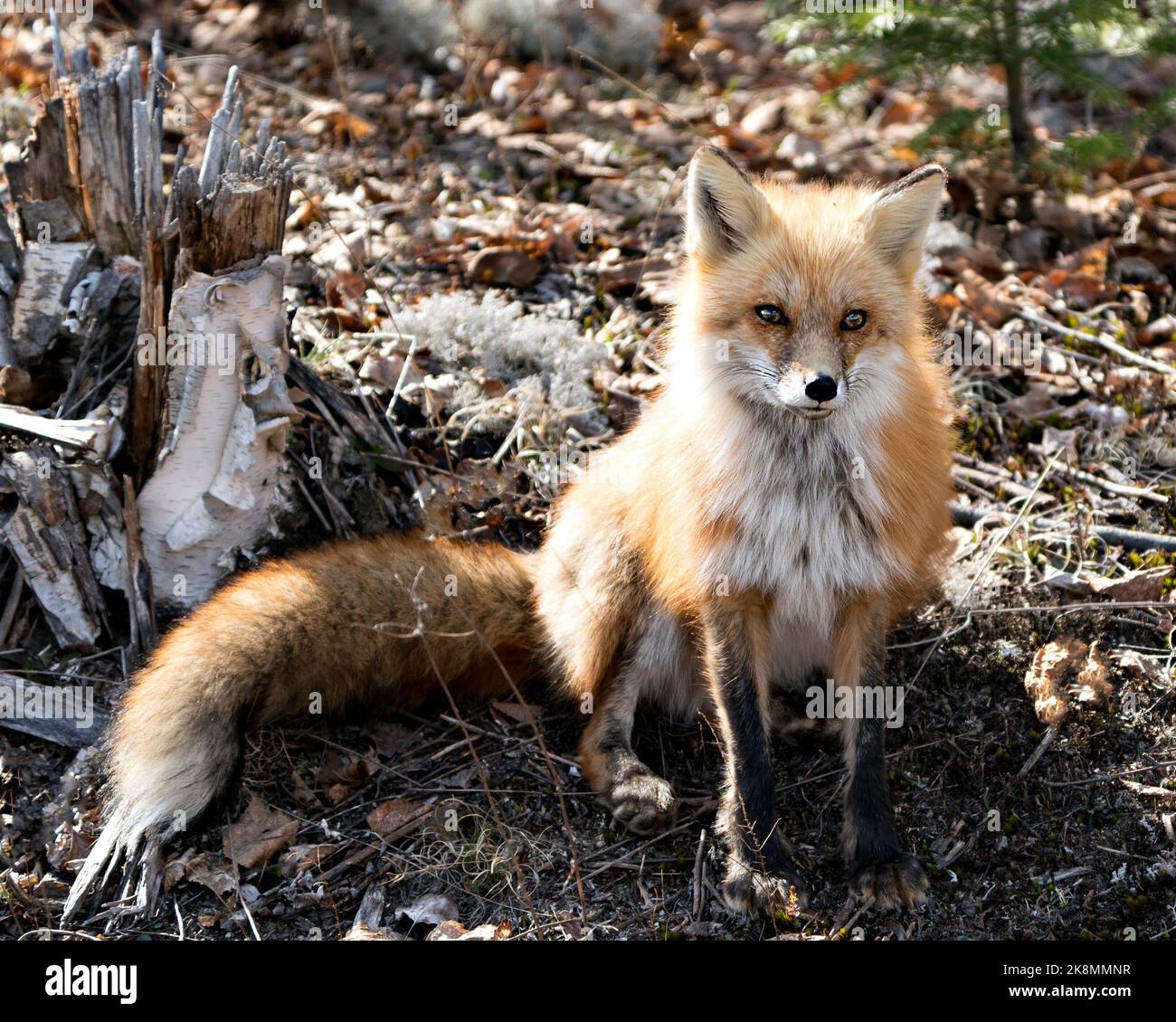 Red fox sitting with a moss and brown leaves background in the spring ...