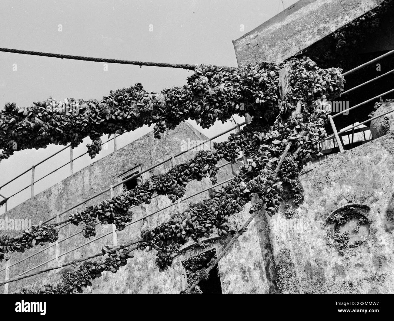 Drøbak; The Danube prison ship that was lowered during the war by the ...